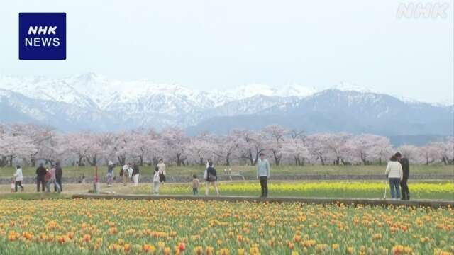富山県 4つのきれいな春の色を一緒に楽しむ | NHK Easier