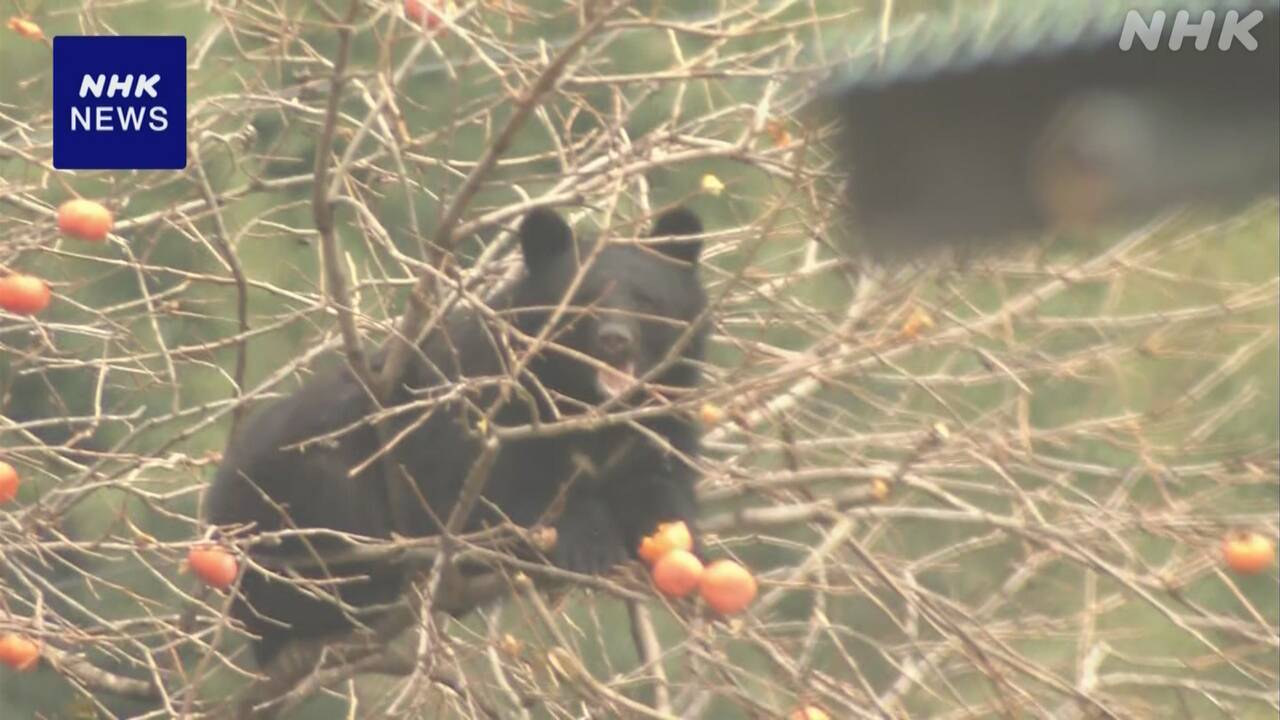 Easier Japanese Practice | NHK Easier