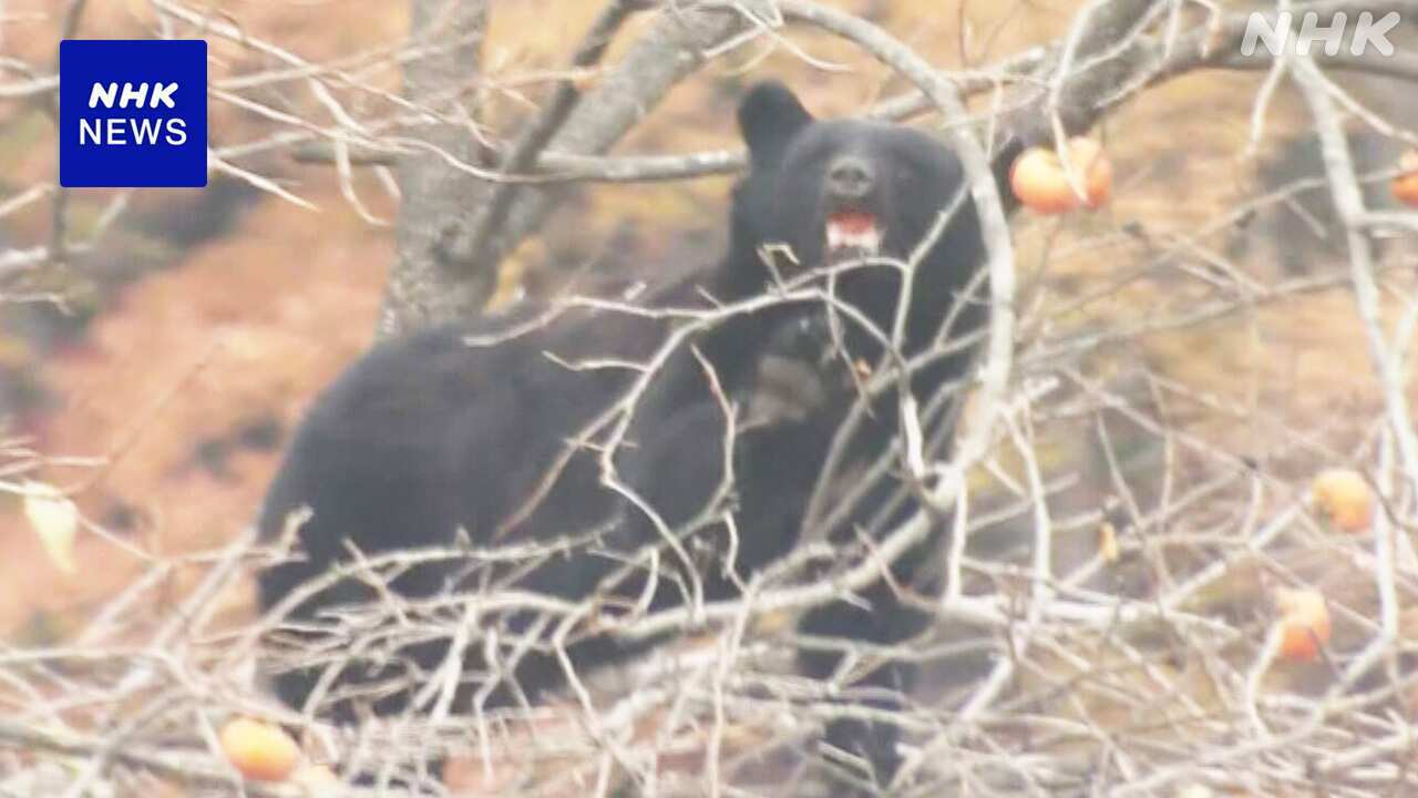 岩手県岩泉町 柿の木の熊をライフル銃を使って捕まえに行く | NHK Easier